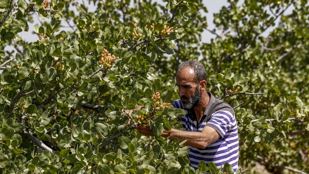 Syria pistachio farmers return to orchards after years of war