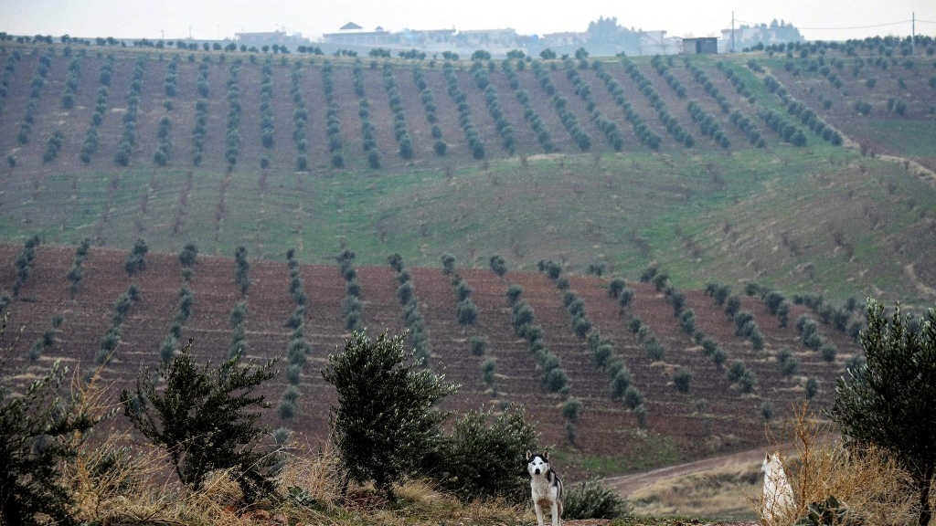 Syrian olive trees put down roots in Kurdish Iraq