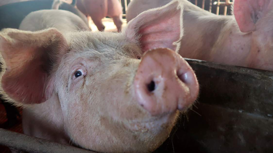 Pigs can play video games, scientists discover