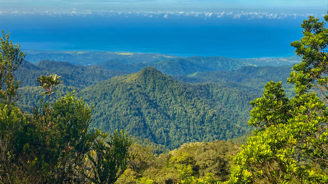 ‘Plantito, plantita’ craze puts Mt. Busa orchids at risk, biologist warns
